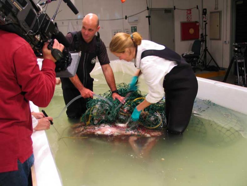Colossal squid: Removing the net and a question of squid size | Te Papa ...