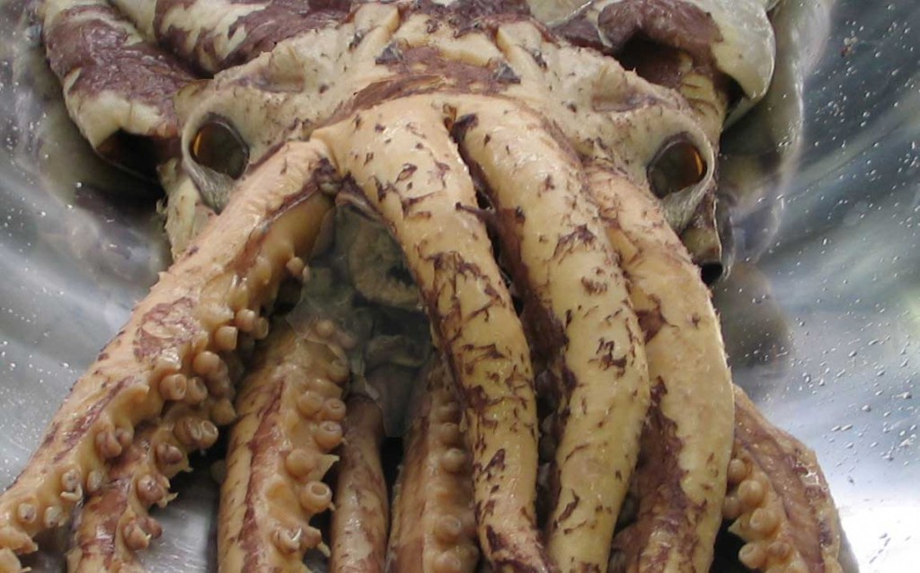 Colossal squid: Lurking while we prepare the display | Te Papa’s Blog