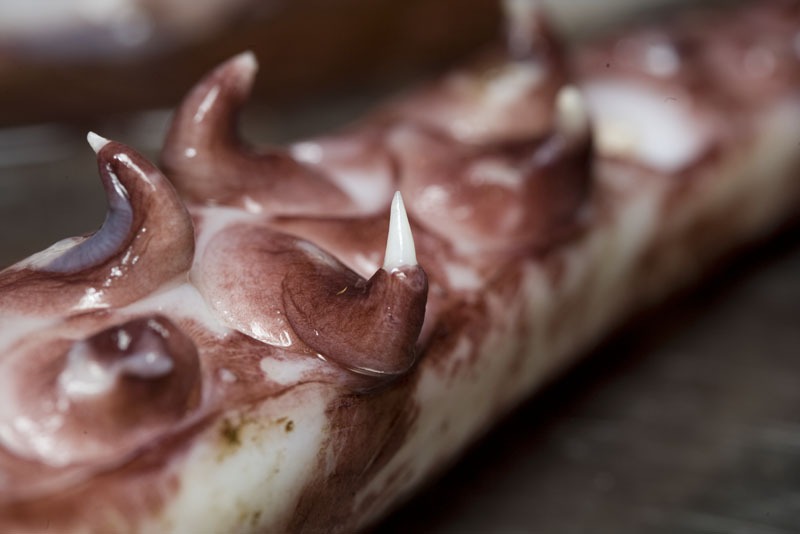 Colossal squid: Disappearing hooks? | Te Papa’s Blog