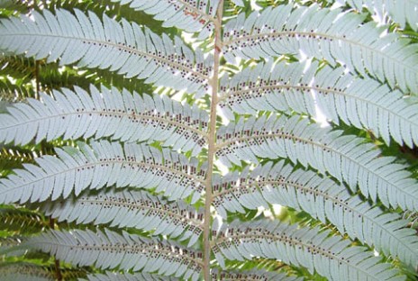 What’s a punga? | Te Papa’s Blog