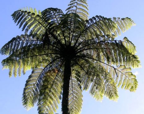 What’s a punga? | Te Papa’s Blog