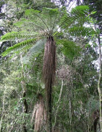 What’s a punga? | Te Papa’s Blog