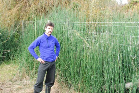Weed alert: Watch for horsetails | Te Papa’s Blog