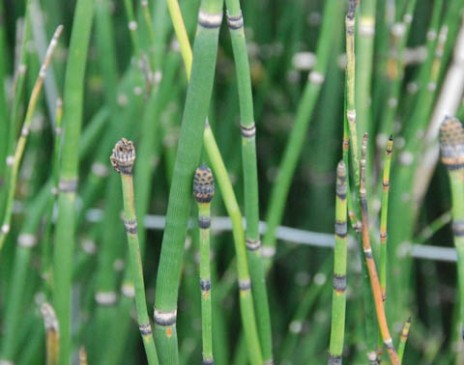 Weed alert: Watch for horsetails | Te Papa’s Blog
