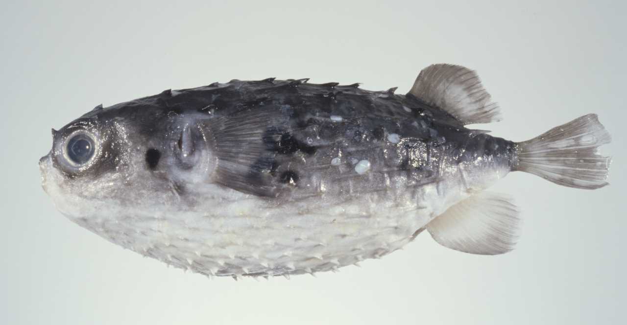 Porcupine fish on Petone foreshore | Te Papa’s Blog
