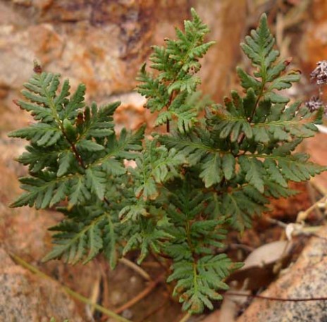 Desert ferns | Te Papa’s Blog