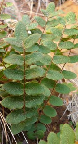 Desert ferns | Te Papa’s Blog