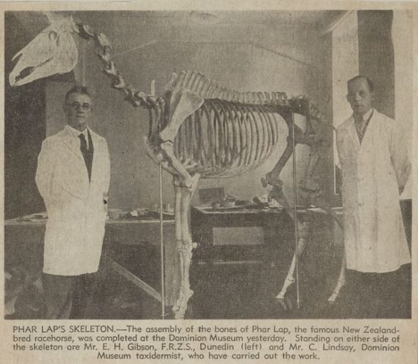 Phar Lap’s Trip to Melbourne – A Conservation Perspective | Te Papa’s Blog