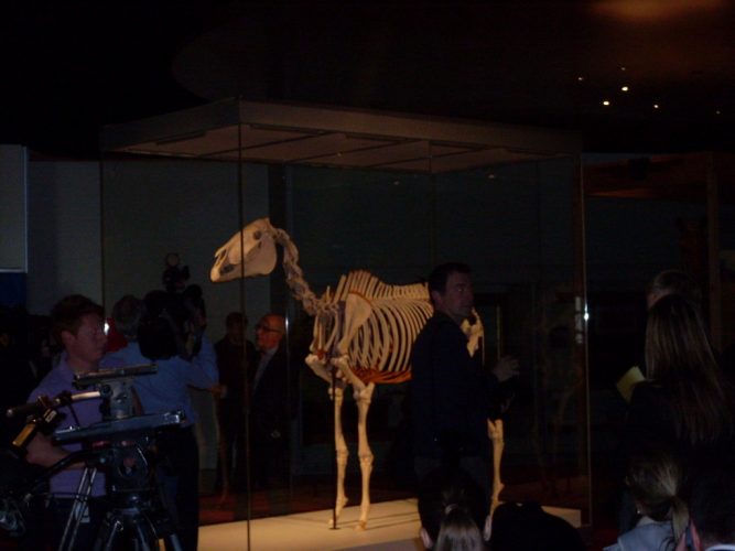 Phar Lap exhibition unveiled in Melbourne | Te Papa’s Blog