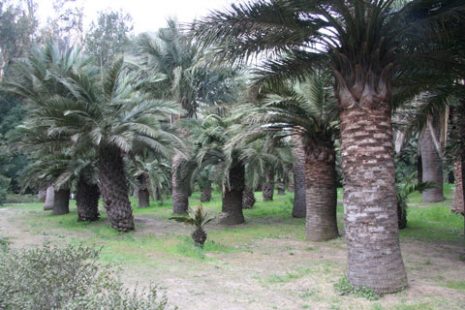 A few Chilean plants | Te Papa’s Blog