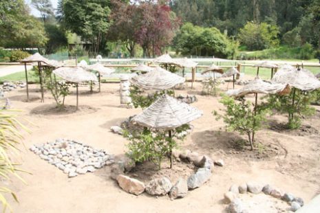 The toromiro tree: Kōwhai’s remarkable cousin from Rapa Nui (Easter ...