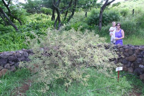 The toromiro tree: Kōwhai’s remarkable cousin from Rapa Nui (Easter ...