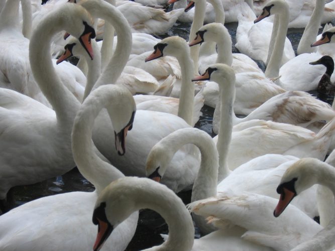 Crown Lynn and a flock of swans | Te Papa's Blog