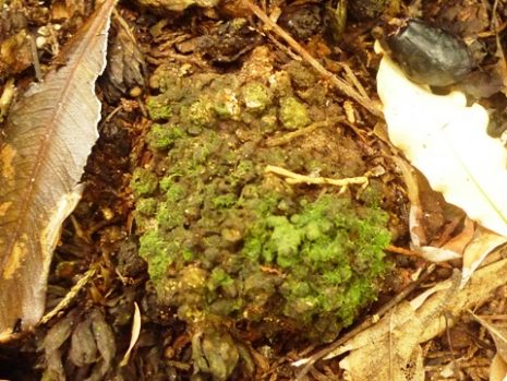 Dactylanthus_taylorii | Te Papa’s Blog