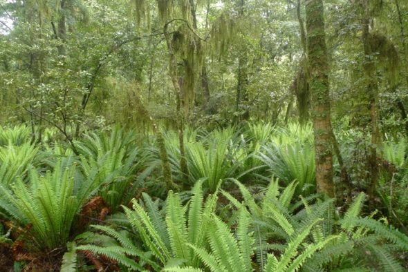 Handsome Hard Ferns | Te Papa’s Blog