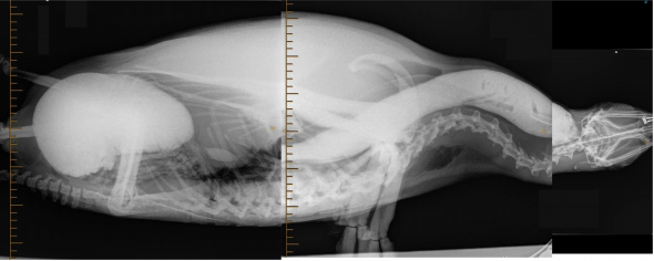 The global penguin – Part 2. The young emperor penguin pushes the ...