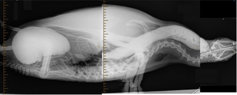 The global penguin – Part 2. The young emperor penguin pushes the ...