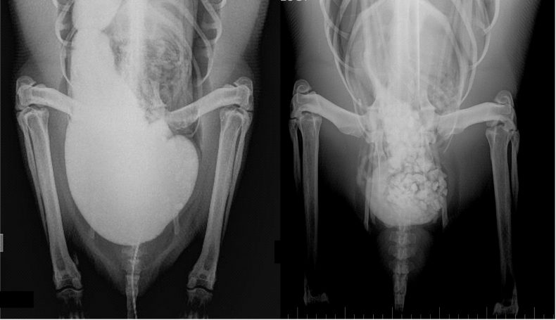 The global penguin – Part 5. The rocky road to fame | Te Papa’s Blog
