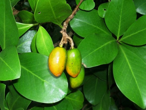 Plants cultivated by Māori | Te Papa’s Blog