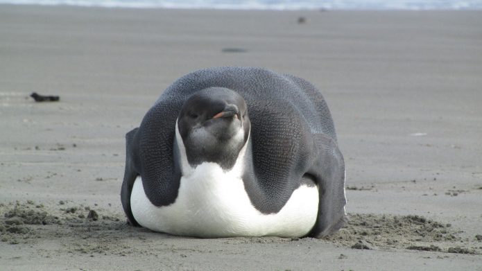 The global penguin – Part 4. How to track a wandering emperor penguin ...