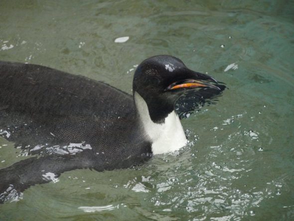 The global penguin – Part 6. Hitching a ride south | Te Papa’s Blog