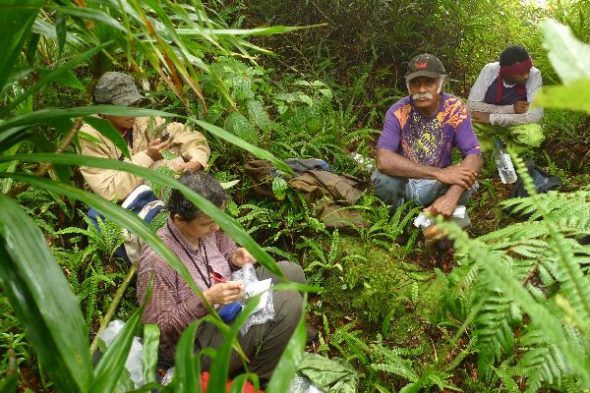 Up the volcano: Fiji ferns II | Te Papa’s Blog