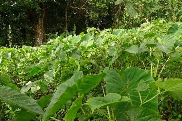 Up the volcano: Fiji ferns II | Te Papa’s Blog