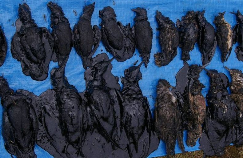 Rena dead birds | Te Papa’s Blog