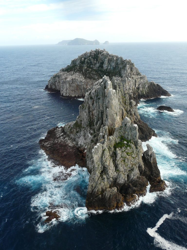 Night Life on the Poor Knights Islands | Te Papa’s Blog