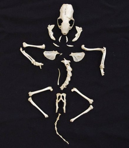 No evidence that stoats have impacted on Kapiti Island’s birds | Te ...