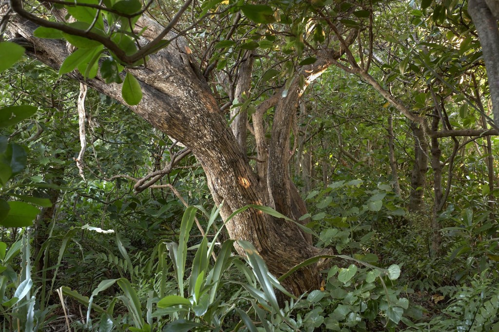 Plant communities of Titi Island, Marlborough Sounds | Te Papa’s Blog