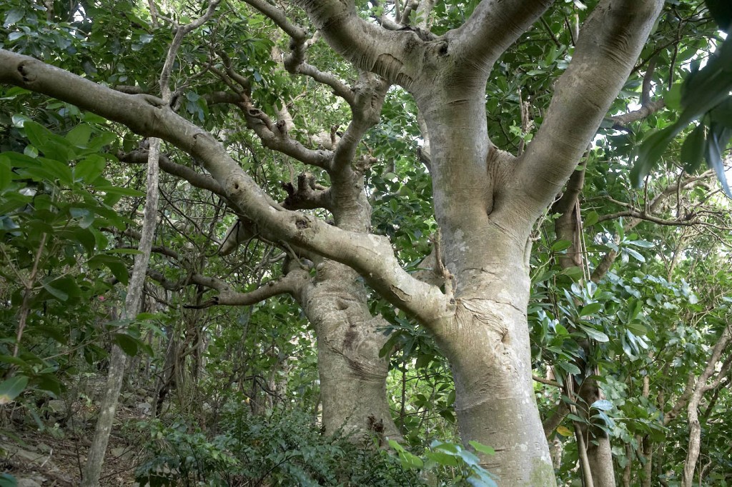 Plant communities of Titi Island, Marlborough Sounds | Te Papa’s Blog