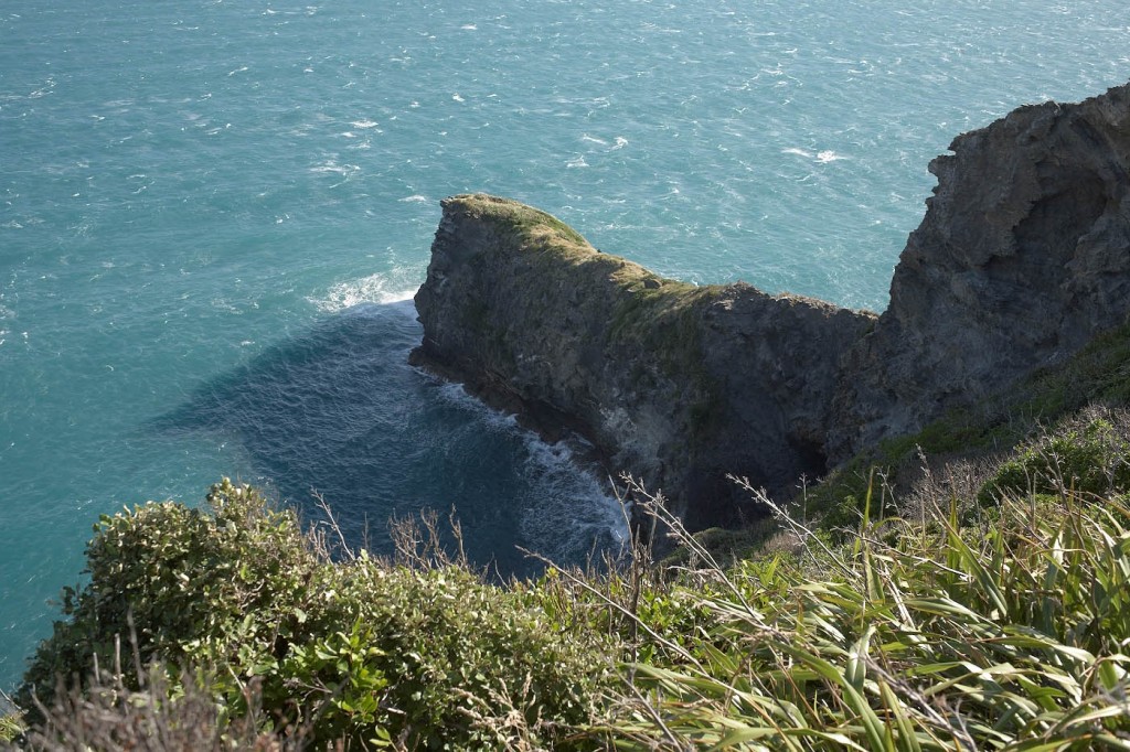 Plant communities of Titi Island, Marlborough Sounds | Te Papa’s Blog