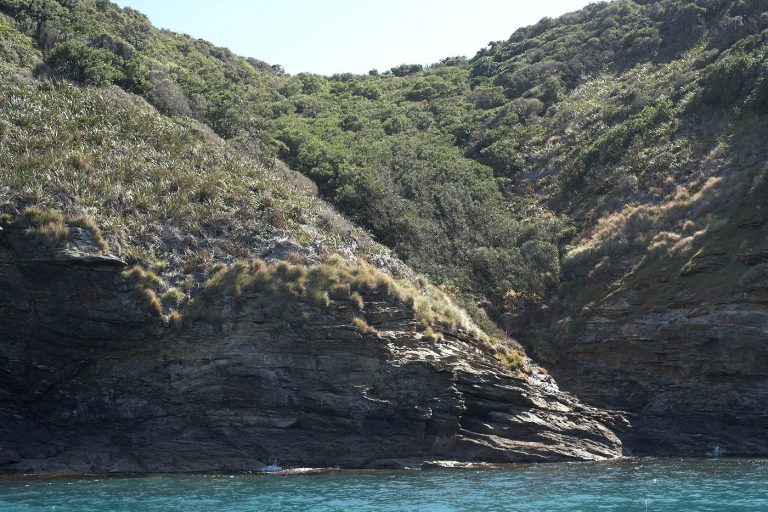 Plant communities of Titi Island, Marlborough Sounds | Te Papa’s Blog
