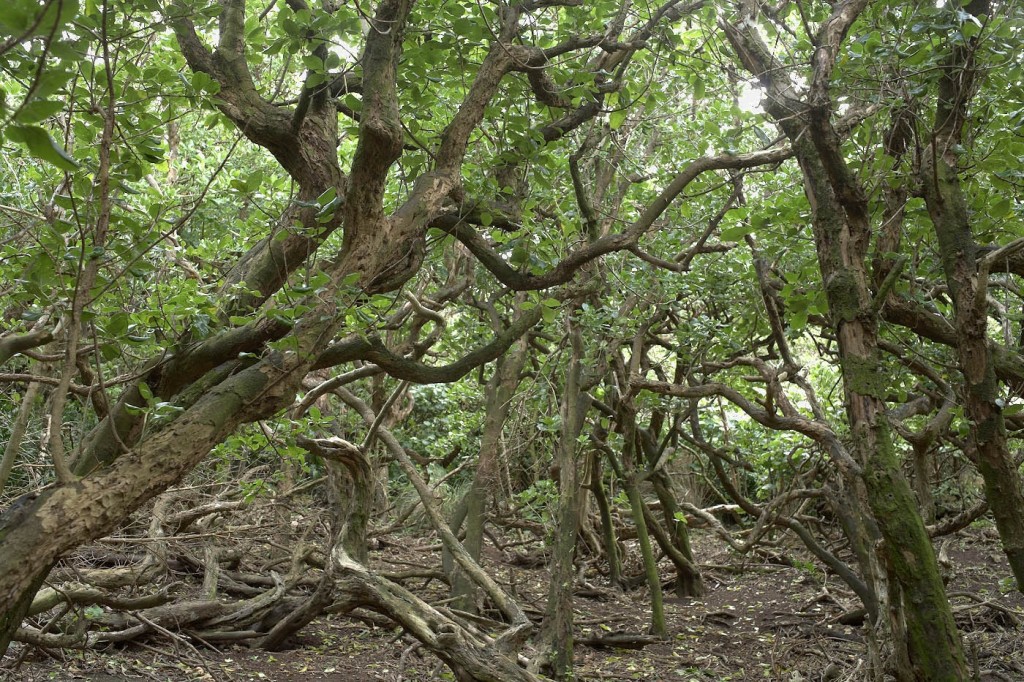 Plant communities of Titi Island, Marlborough Sounds | Te Papa’s Blog