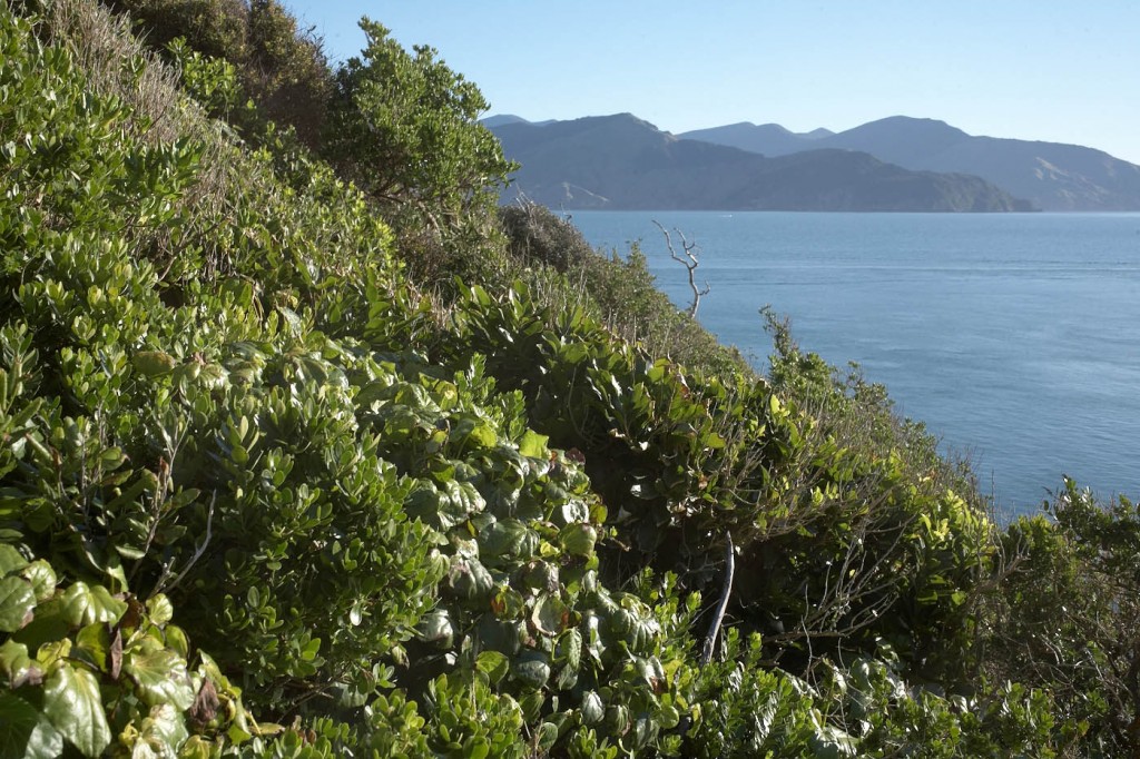 Plant communities of Titi Island, Marlborough Sounds | Te Papa’s Blog