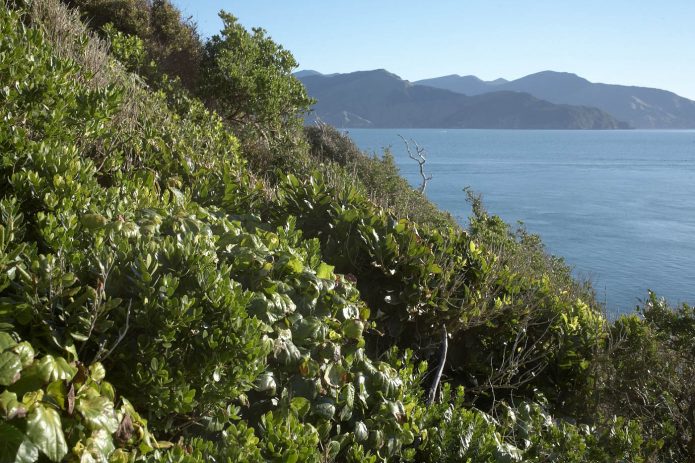 Plant communities of Titi Island, Marlborough Sounds | Te Papa’s Blog