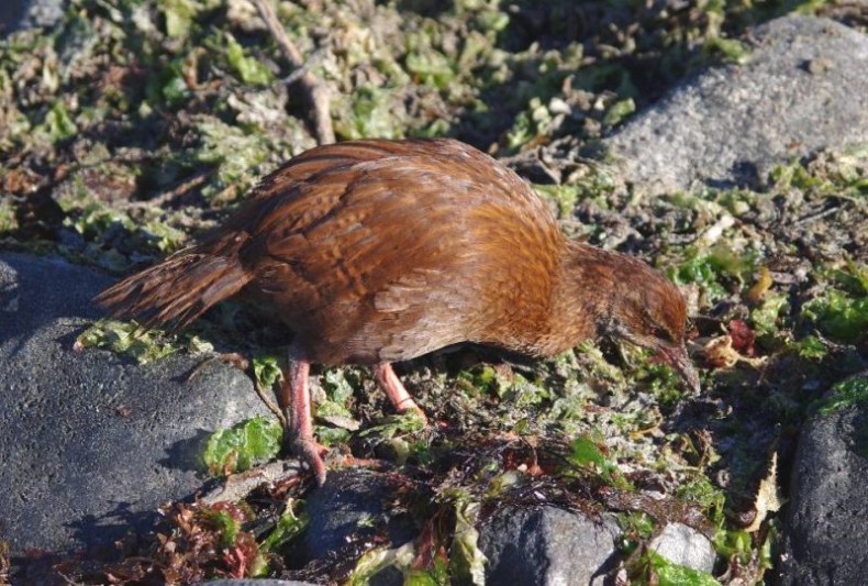 Pukeokaoka weka | Te Papa’s Blog