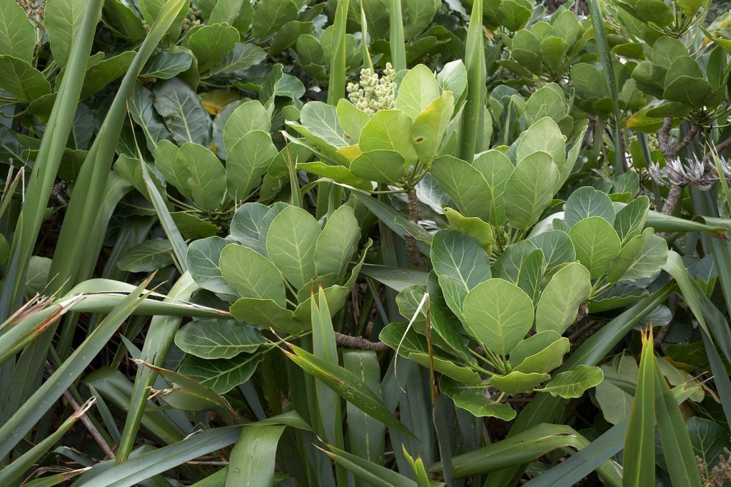 Vegetation notes from Mauimua / Lady Alice island, Hen and Chickens ...