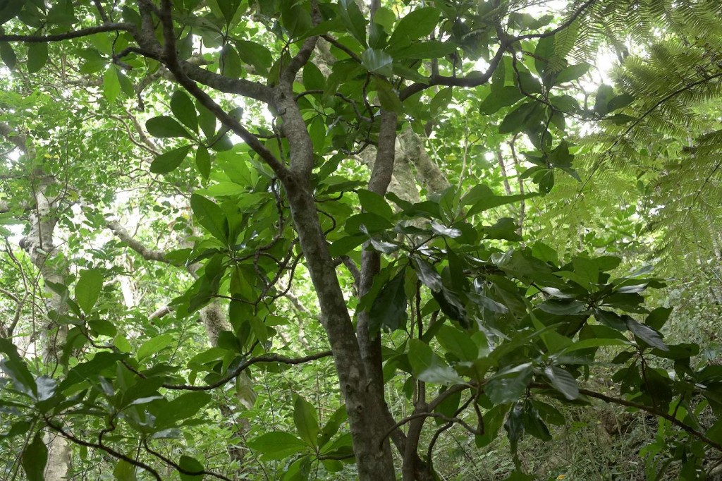 Vegetation notes from Mauimua / Lady Alice island, Hen and Chickens ...