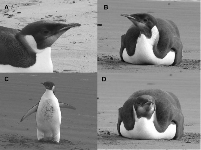 The global penguin – Part 11. How old was the Peka Peka emperor penguin ...