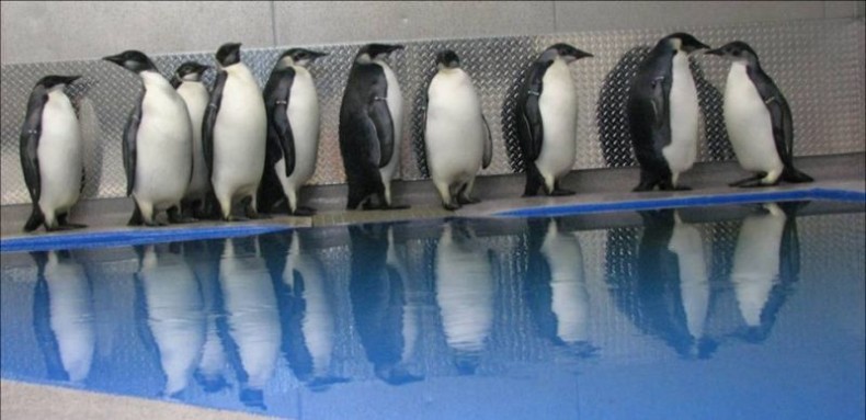 The global penguin – Part 11. How old was the Peka Peka emperor penguin ...