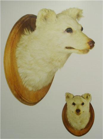 Kuri image 1 | Te Papa’s Blog