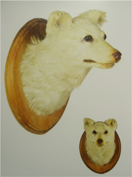 Kuri image 1 | Te Papa’s Blog