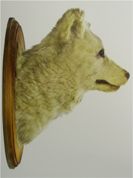 Kuri image 2 | Te Papa’s Blog