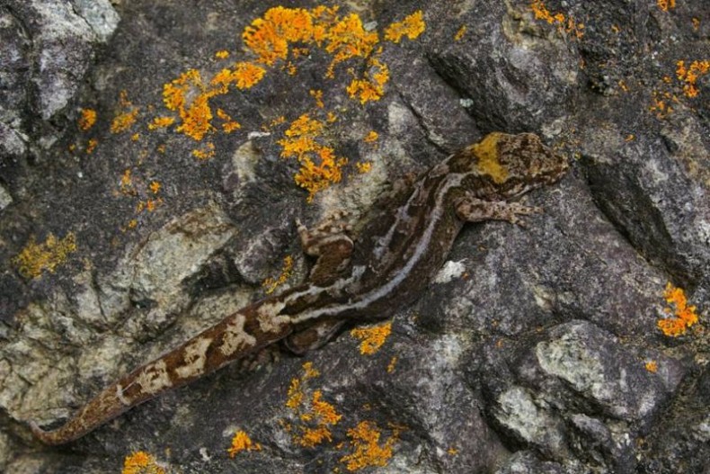 A gift of lizards – 35 years to completion | Te Papa’s Blog