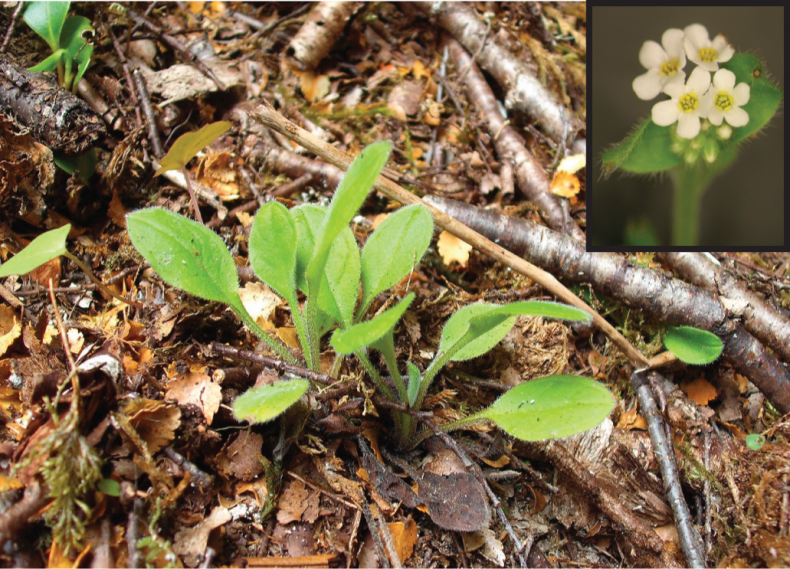 Rare forget-me-nots discovered in the mountains of the South Island ...