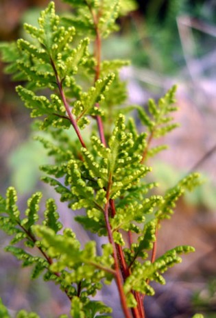 Cheilanthes_sieberi_6343-reduced | Te Papa’s Blog