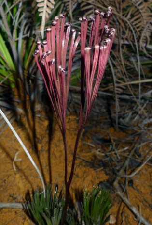 Schizaea_dichotoma_NC36_2_reduced | Te Papa’s Blog