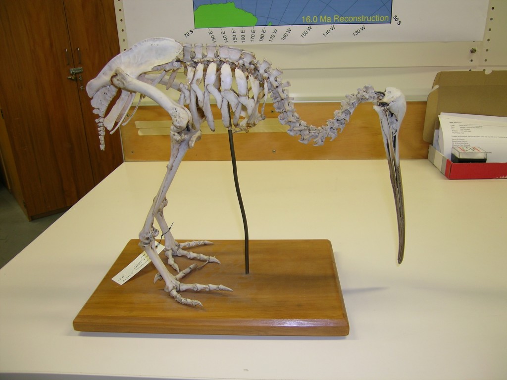 DNA finds kiwi’s origins: Introducing Stewie | Te Papa’s Blog